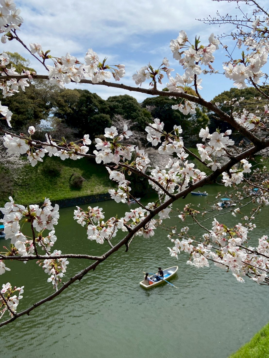 Cherry Blossoms at Chidorigafuchi: A Classic Tokyo Hanami with a Local ...